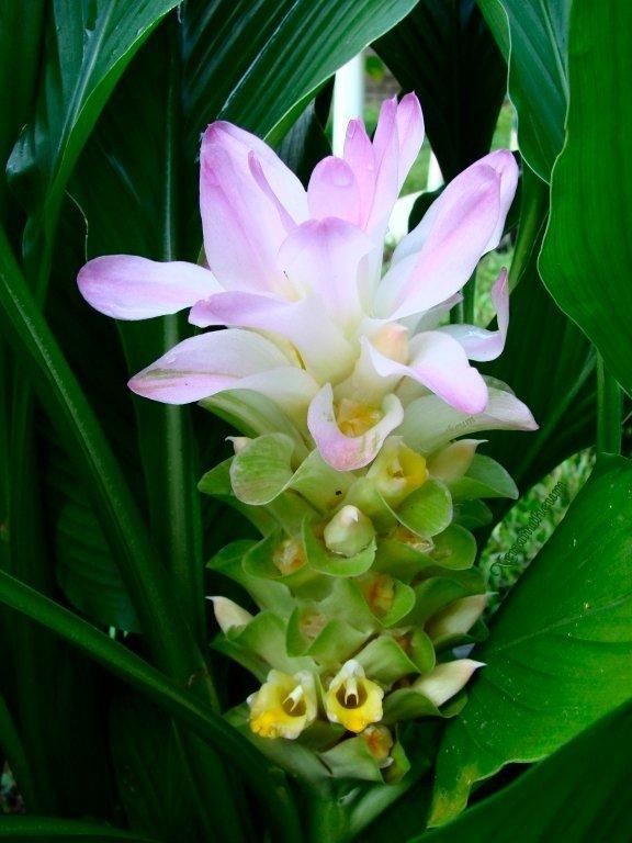 Hidden Ginger (Curcuma petiolata) - Garden.org