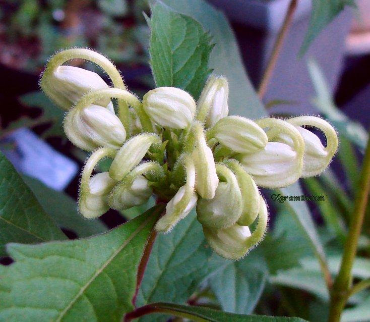 Photo of the closeup of buds, sepals and receptacles of Musical Note ...