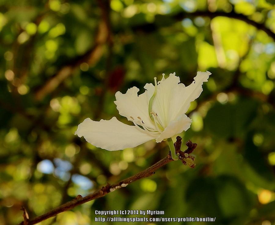 White Variegated Orchid Tree (Bauhinia variegata var. candida) - Garden.org