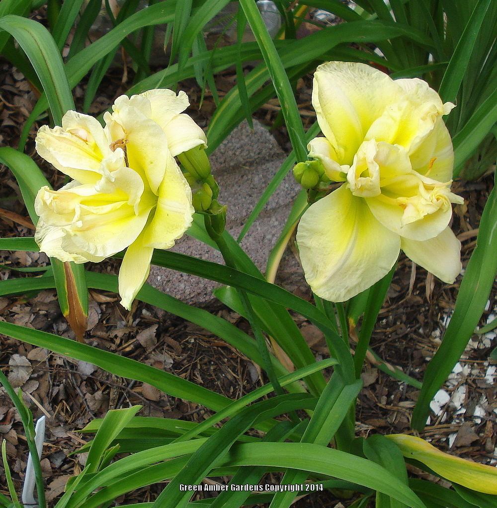 Daylily (Hemerocallis 'Brace Yourself') in the Daylilies Database - Garden.org