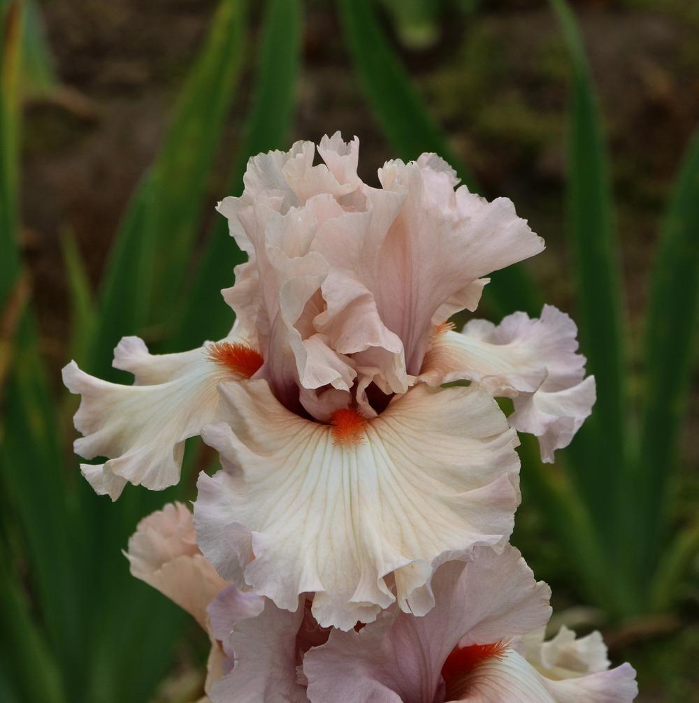 Tall Bearded Iris (Iris 'Peacekeeper') in the Irises Database - Garden.org
