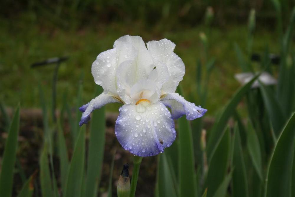 Tall Bearded Iris (Iris 'Northern Mist') in the Irises Database ...
