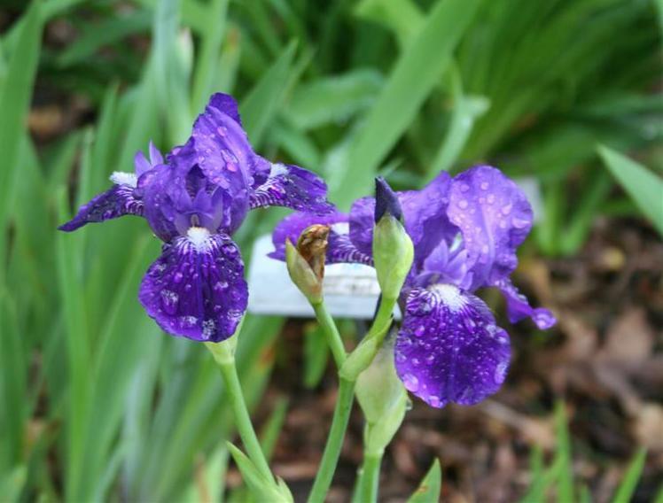 Miniature Tall Bearded Iris (Iris 'Panda') in the Irises Database ...