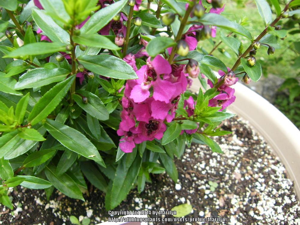 Photo of the leaves of Summer Snapdragon (Angelonia angustifolia ...