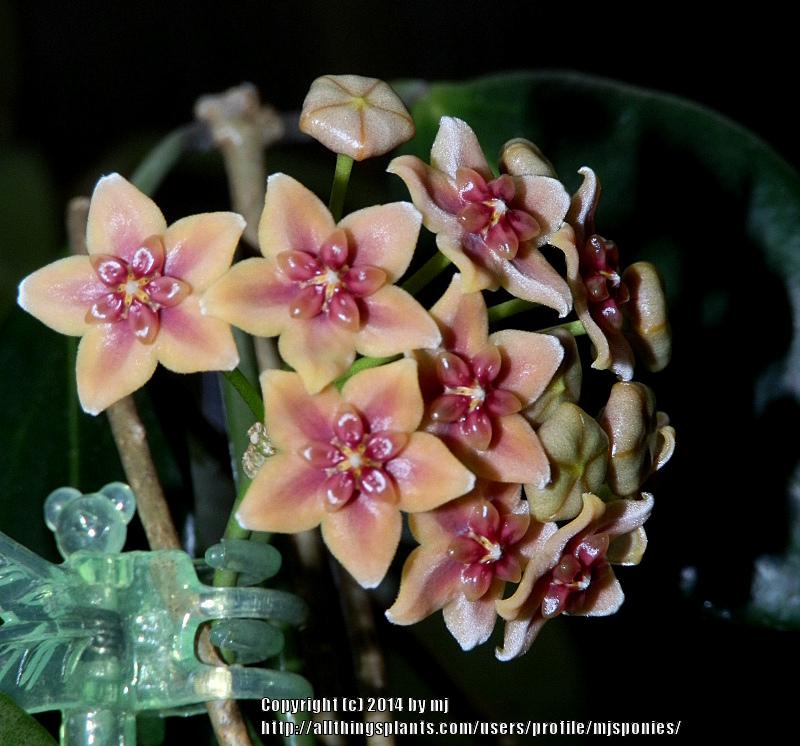 Wax Plant (Hoya rubida) in the Hoyas Database - Garden.org