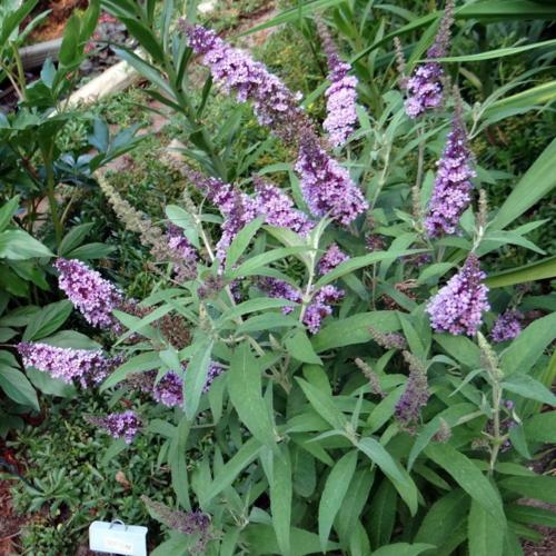 Butterfly Bush (Buddleja davidii Buzz™ Lavender) in the Butterfly ...
