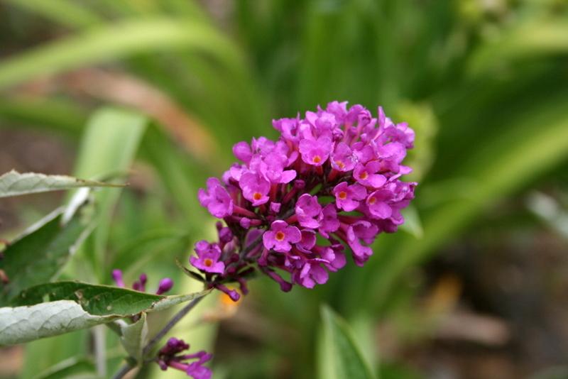 Photo of the bloom of Butterfly Bush (Buddleja Flutterby Petite™ Tutti ...