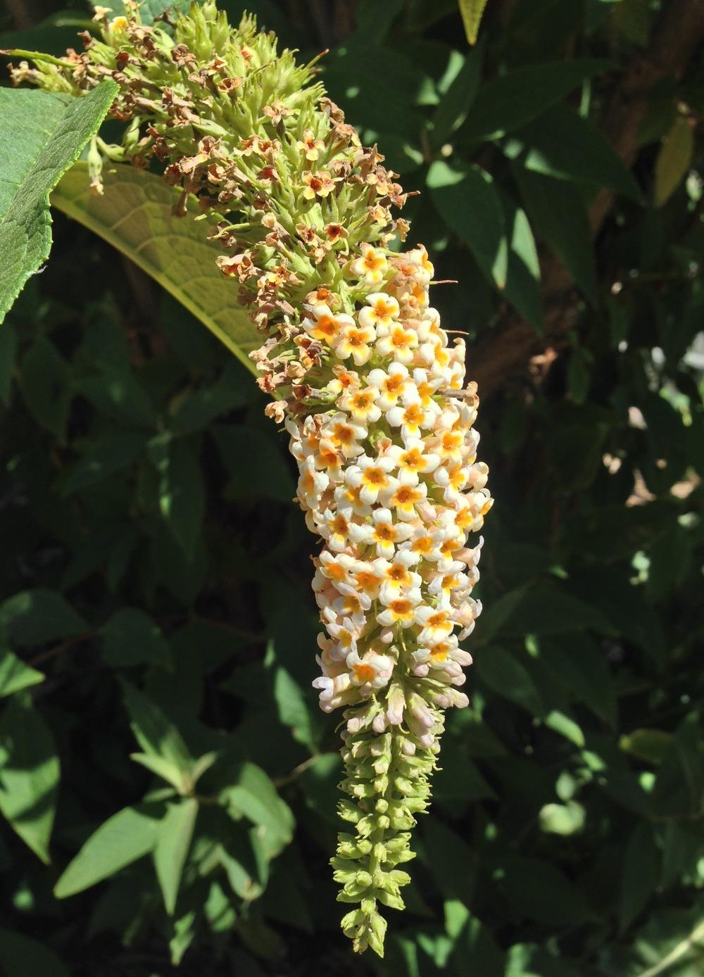 Photo of the bloom of Buddleja macrostachya posted by HamiltonSquare ...