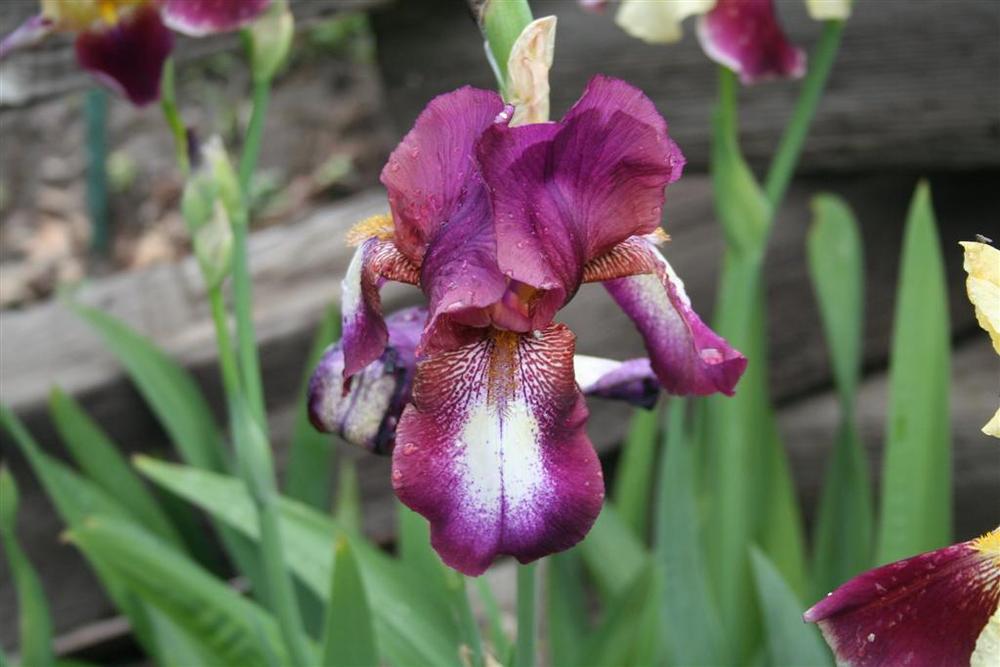 Tall Bearded Iris (Iris 'Port Wine') in the Irises Database - Garden.org