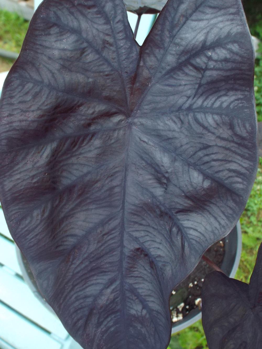 Photo of the leaves of Elephant's Ear (Colocasia 'Black Ripple') posted ...