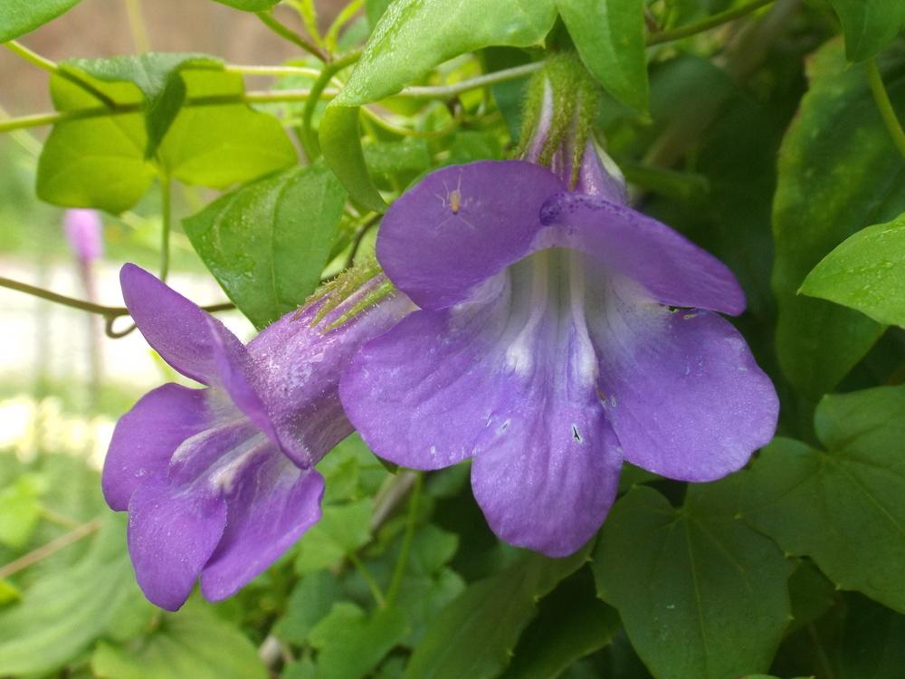 Climbing Snapdragon (Maurandya scandens 'Sky Blue') - Garden.org