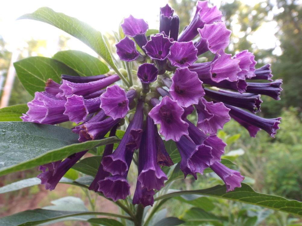 Photo of the bloom of Purple Violet Tubeflower (Iochroma Royal Queen ...