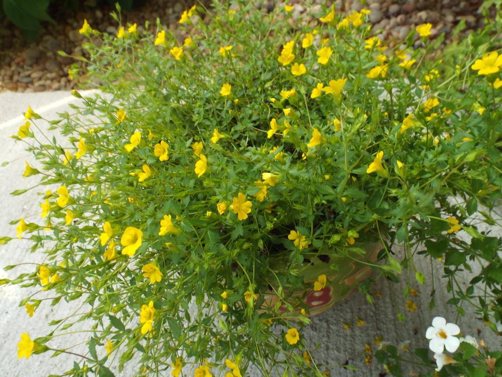 Mecardonia GoldDust™ - Garden.org