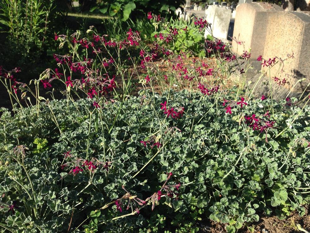 Photo of the entire plant of South African Geranium (Pelargonium ...