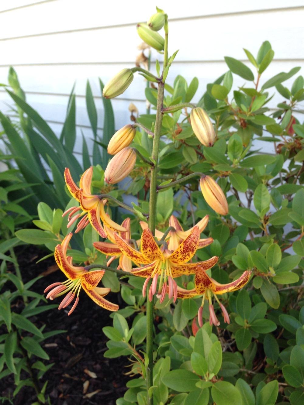 Lily (Lilium 'Sunny Morning') in the Lilies Database - Garden.org