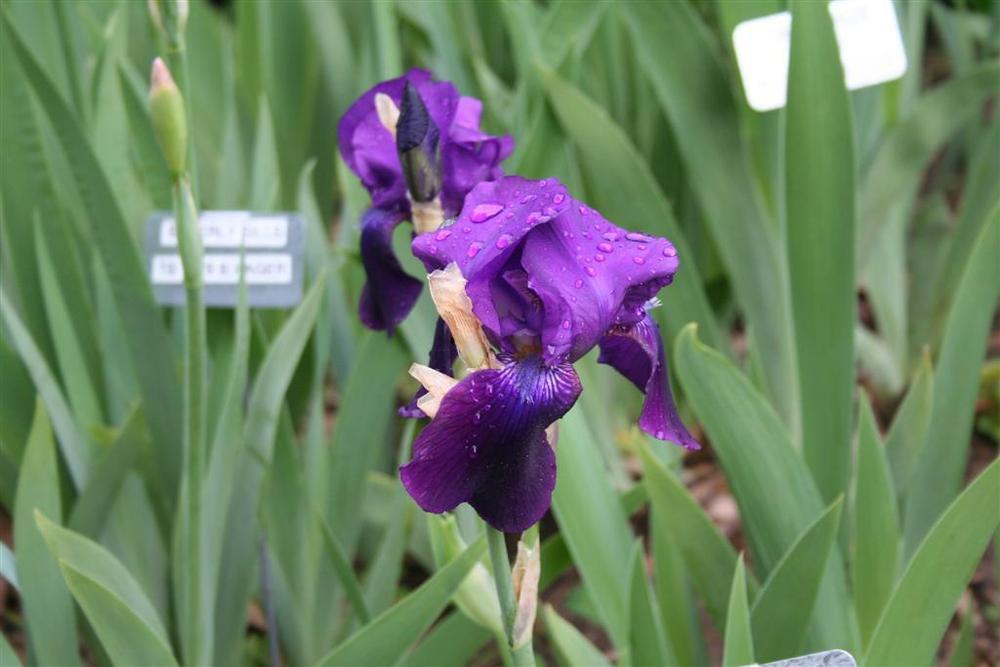 Photo of the bloom of Tall Bearded Iris (Iris 'Sable') posted by ...