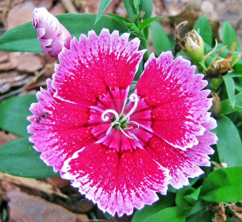 Photo of the bloom of Dianthus Floral Lace™ Rose posted by TBGDN ...