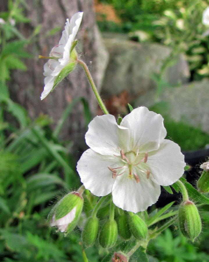 White Dusky Cranesbill (Geranium phaeum 'Album') in the Geraniums ...