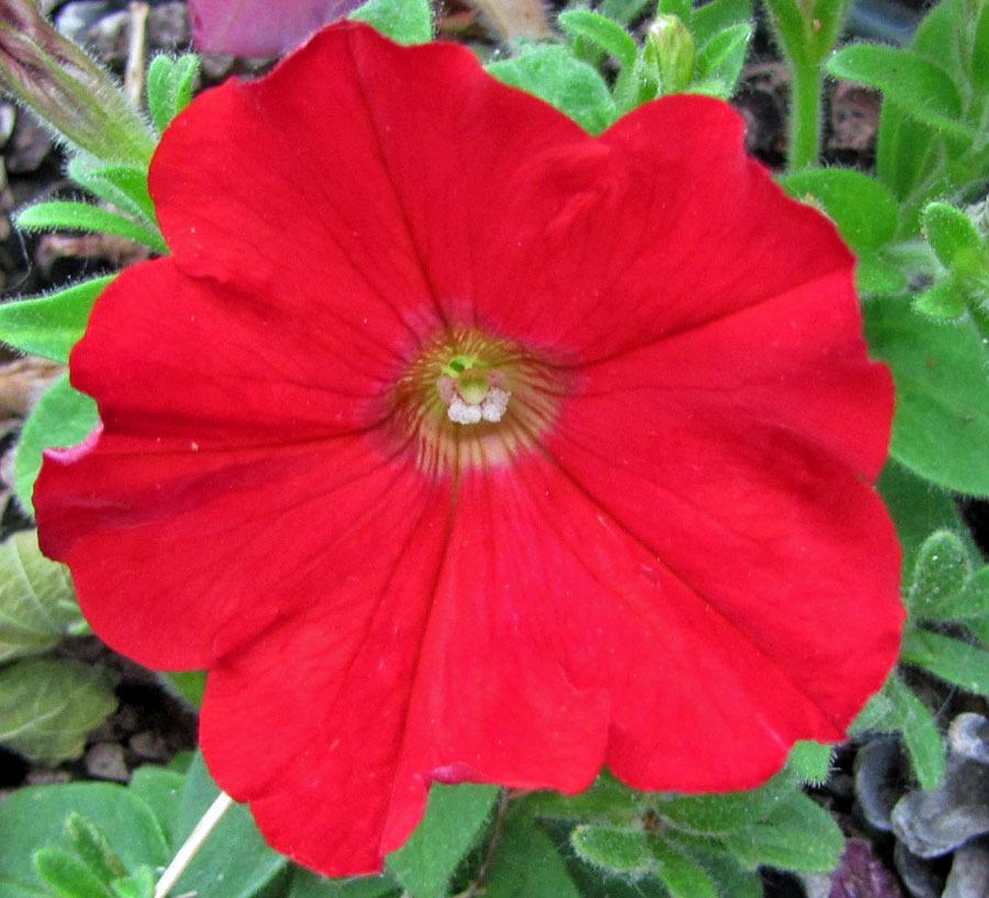 Petunias: Plant Care and Collection of Varieties - Garden.org