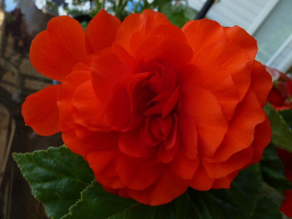 Roseform Begonia (Begonia x tuberhybrida Amerihybrid® Ruffles Orange ...