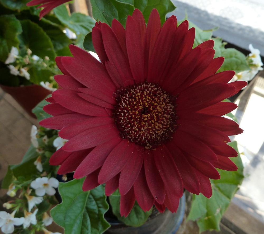Gerbera Daisy (Gerbera 'Lady in Red') - Garden.org