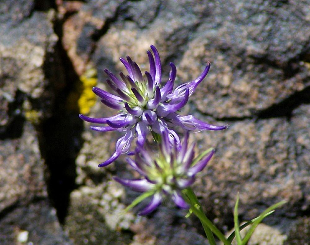 Photo of the bloom of Horned Rampion (Phyteuma scheuchzeri) posted by ...