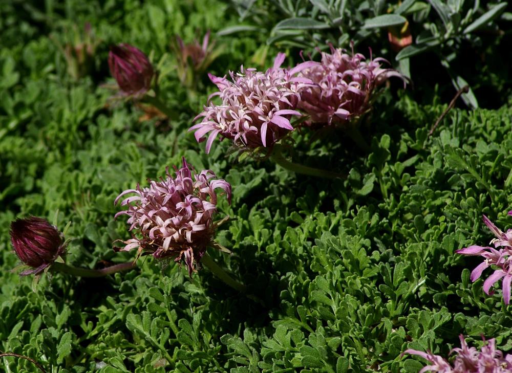 Photo of the bloom of Pterocephalus depressus posted by dirtdorphins ...