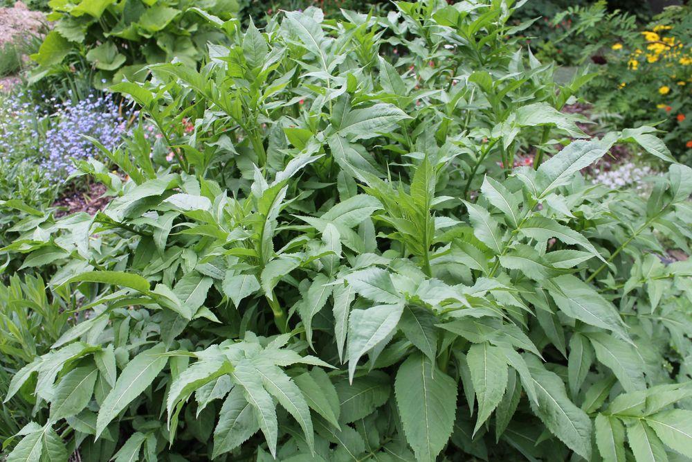 Photo of the leaves of Yellow Giant Scabious (Cephalaria gigantea ...