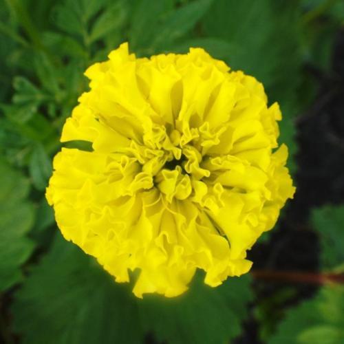 Aztec Marigold (Tagetes erecta 'Key Lime') - Garden.org