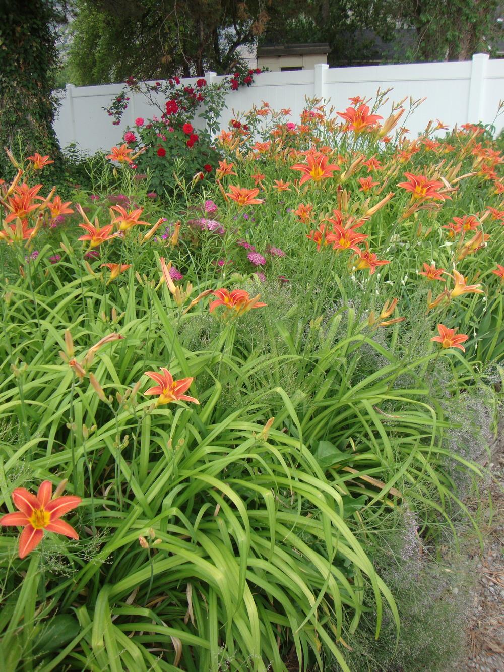 Photo of the entire plant of Ditch Lily (Hemerocallis fulva) posted by ...