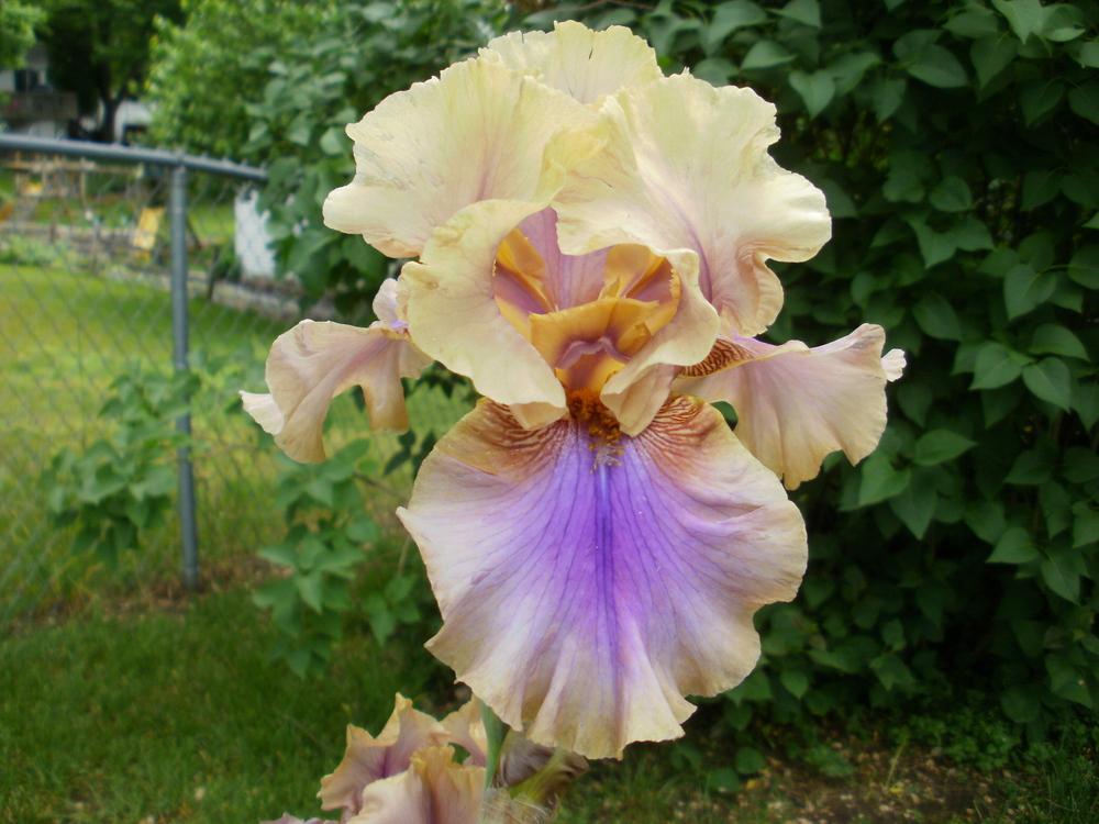 Tall Bearded Iris (Iris 'Shadow Warrior') in the Irises Database ...