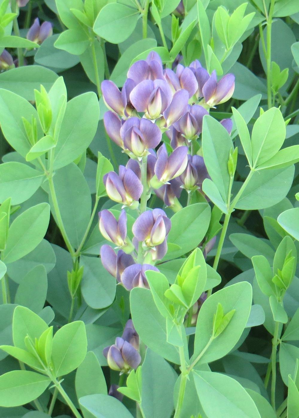 Baptisias: Plant Care and Collection of Varieties - Garden.org