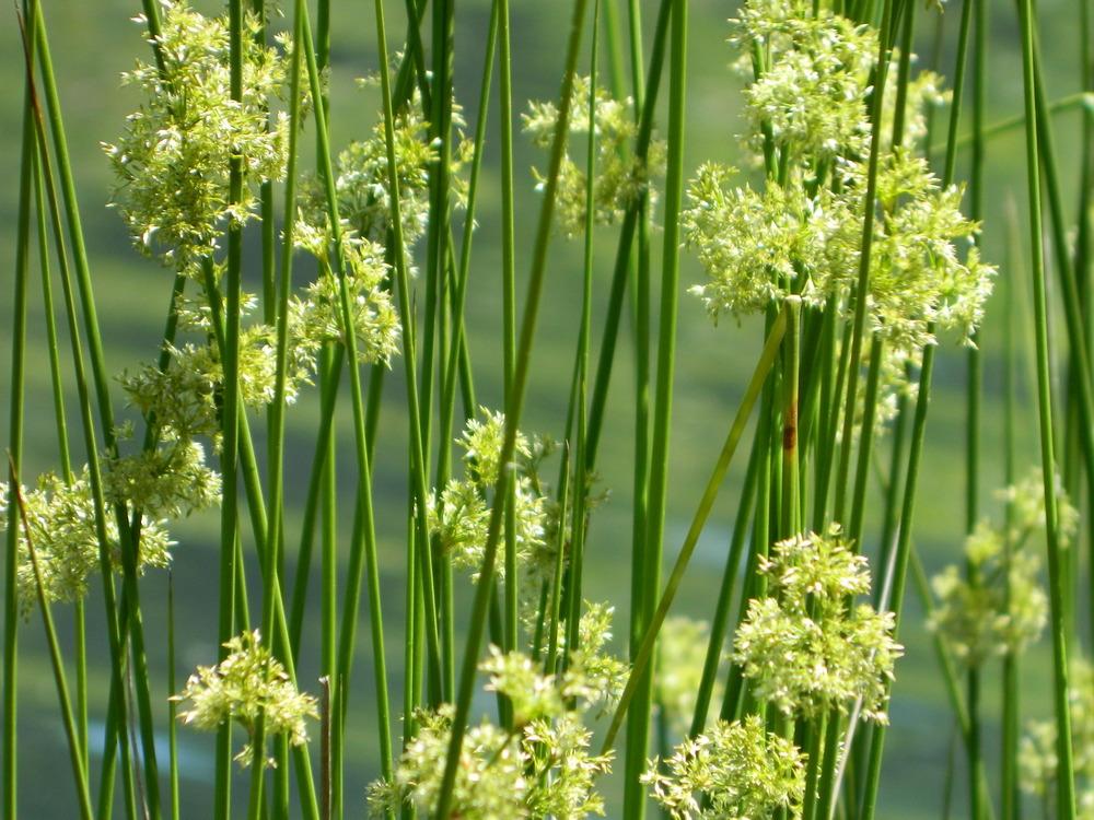 Photo of the bloom of Common Rush (Juncus effusus) posted by ...