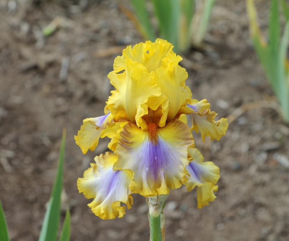 Tall Bearded Iris (Iris 'Good Morning Sunshine') in the Irises Database ...