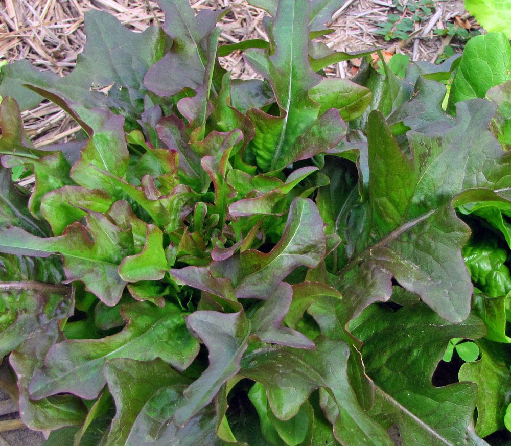 Lettuces: Plant Care and Collection of Varieties - Garden.org