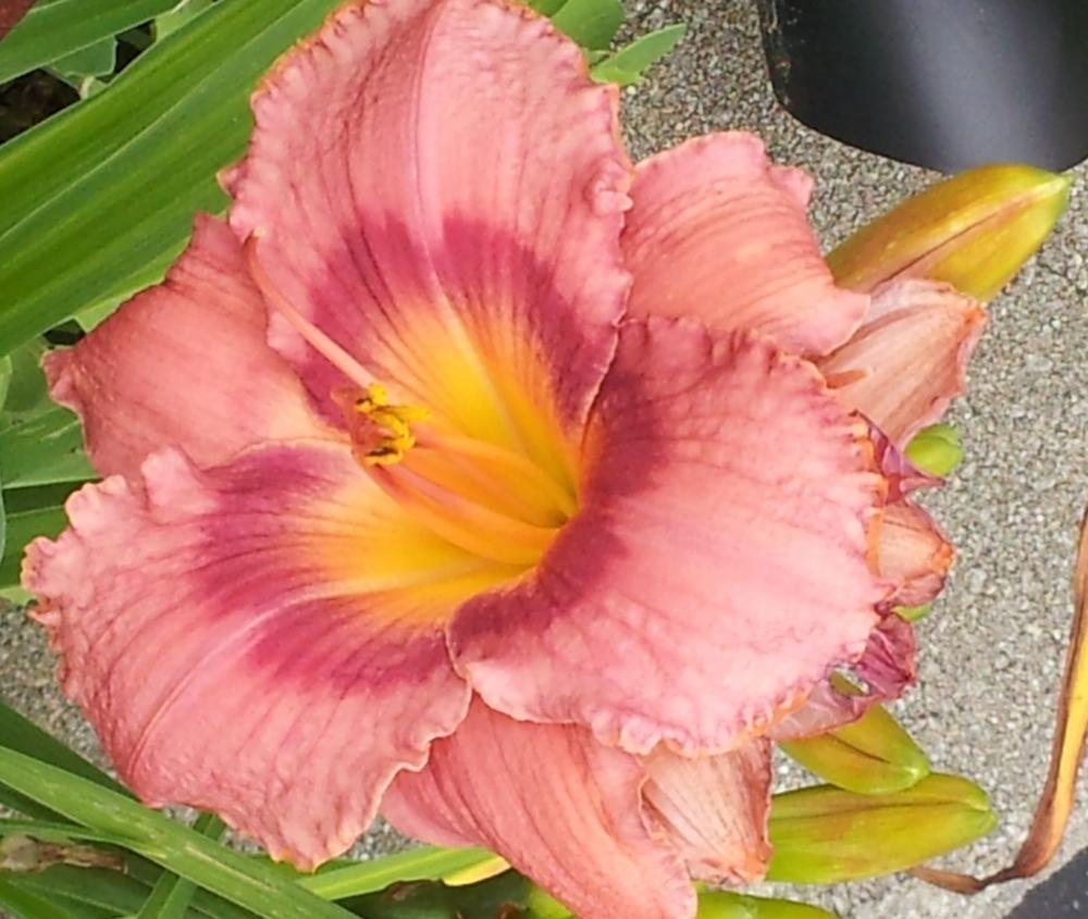 Daylily (Hemerocallis 'Miss Rachel's World') in the Daylilies Database ...