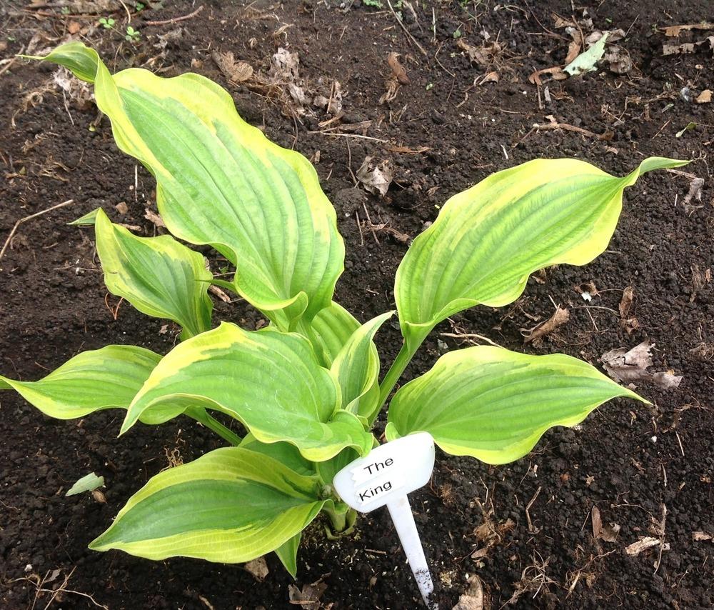 Hosta 'The King' in the Hostas Database - Garden.org