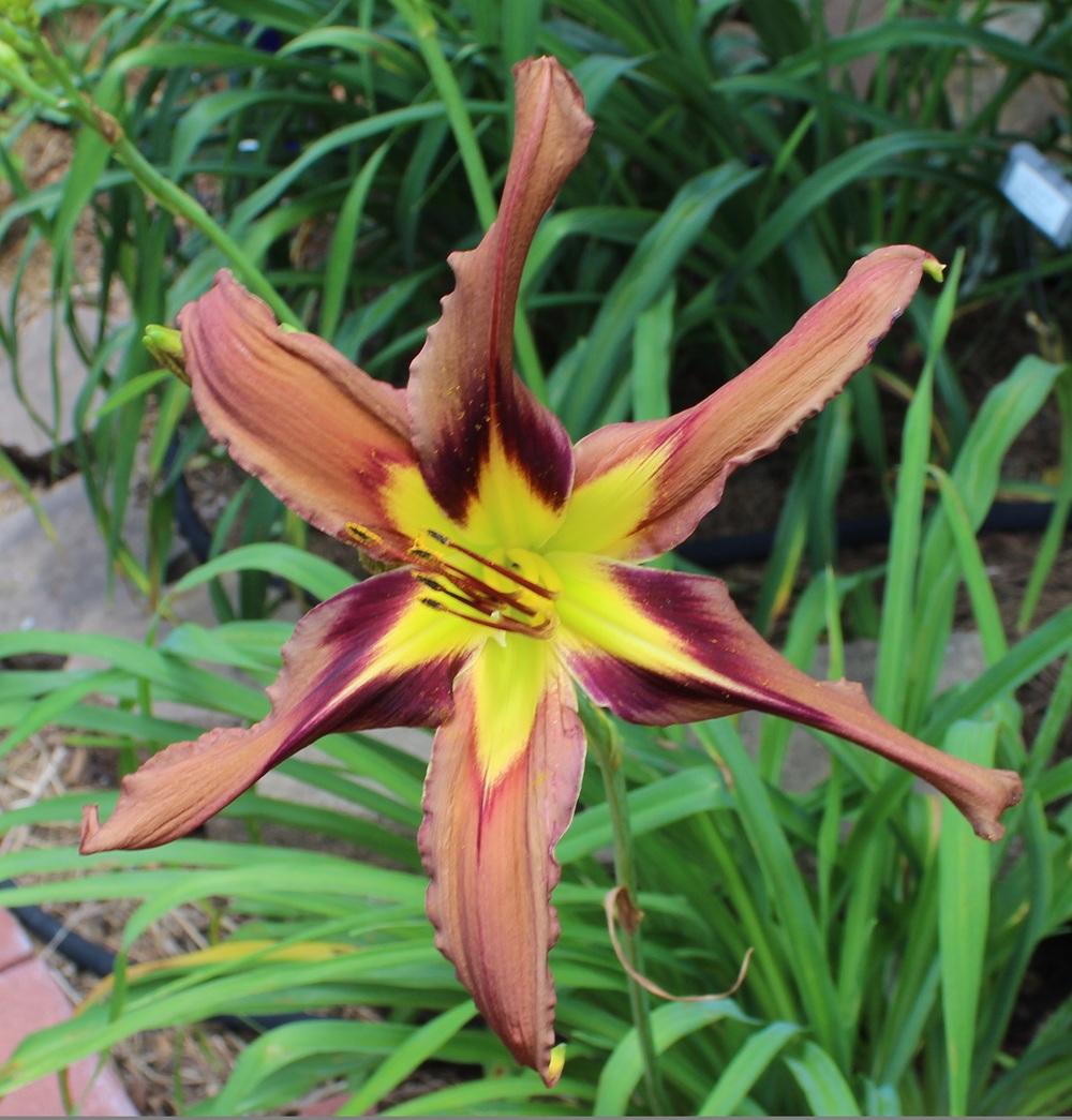 Photo of the bloom of Daylily (Hemerocallis 'Brown Exotica') posted by ...