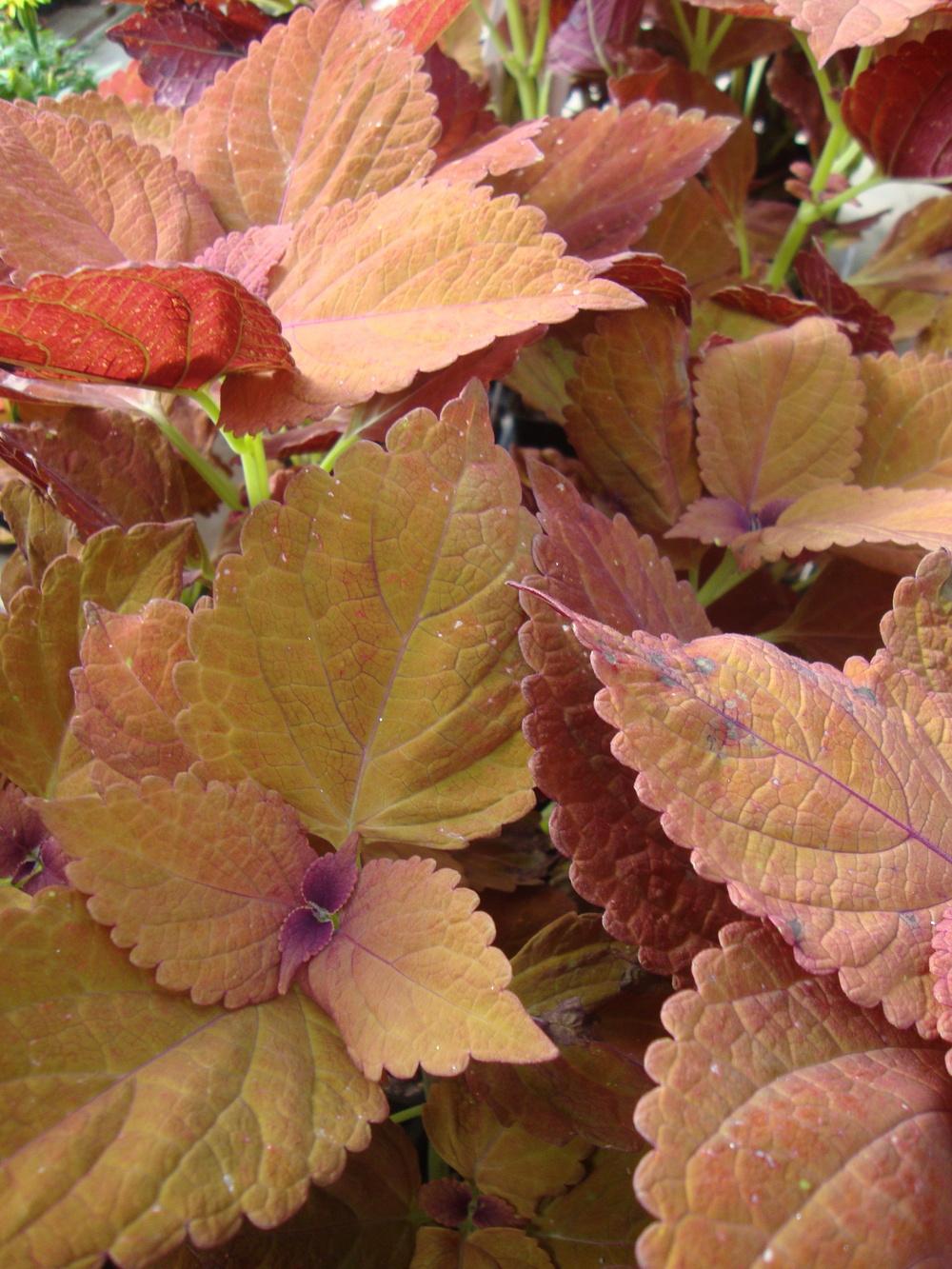 Photo of the leaves of Coleus (Coleus scutellarioides ColorBlaze ...