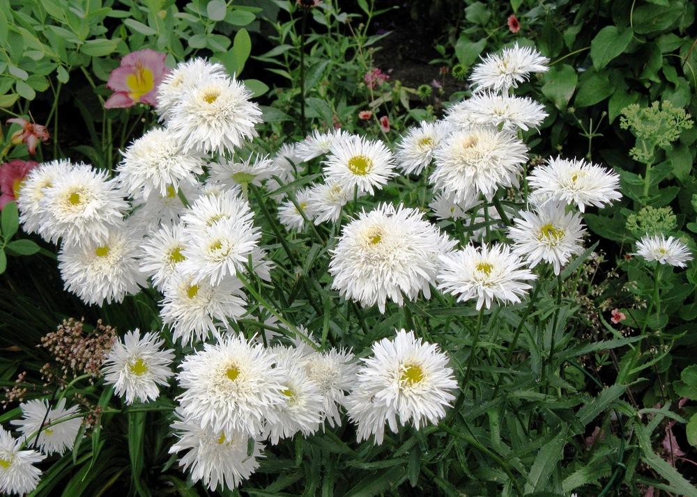 Shasta Daisies: Plant Care and Collection of Varieties - Garden.org