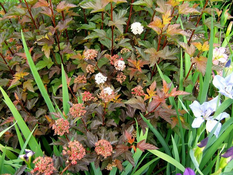 Photo of the bloom of Eastern Ninebark (Physocarpus opulifolius ...