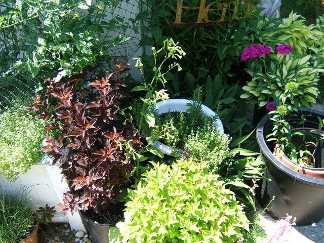 Photo of the entire plant of Eastern Ninebark (Physocarpus opulifolius ...