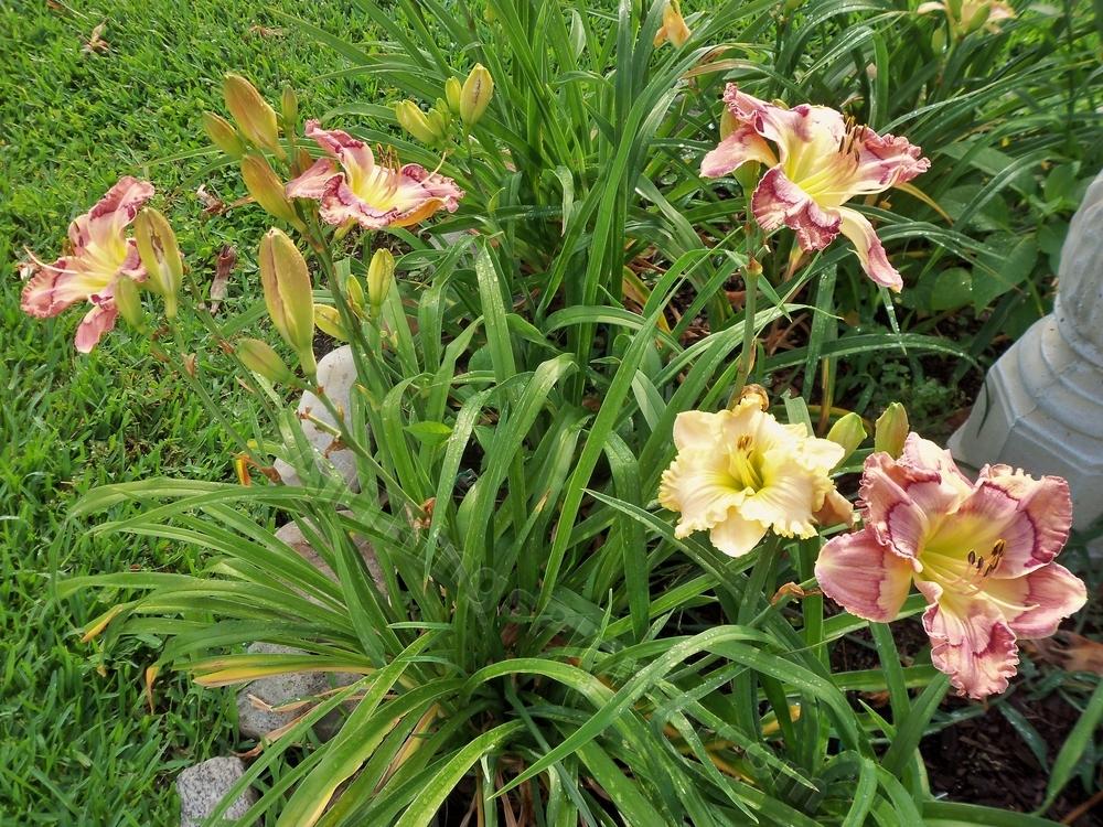 Photo of the entire plant of Daylily (Hemerocallis 'Cosmic Kaleidoscope') posted by virginiarose ...