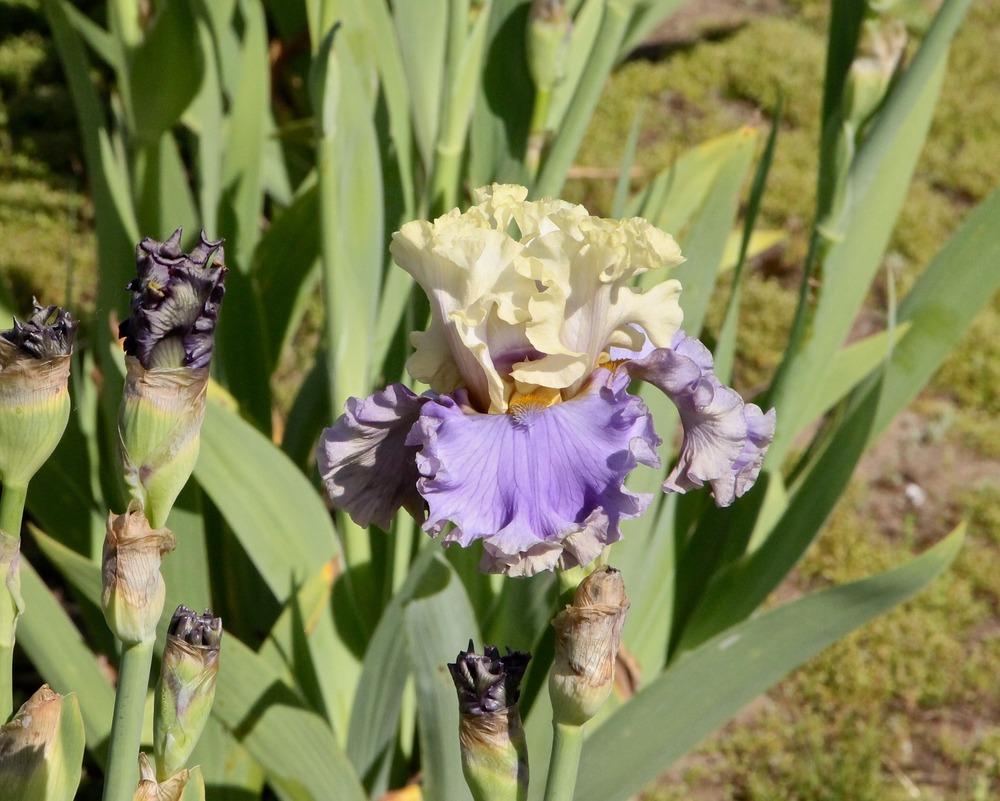 Photo of the bloom of Tall Bearded Iris (Iris 'Dancing Days') posted by ...