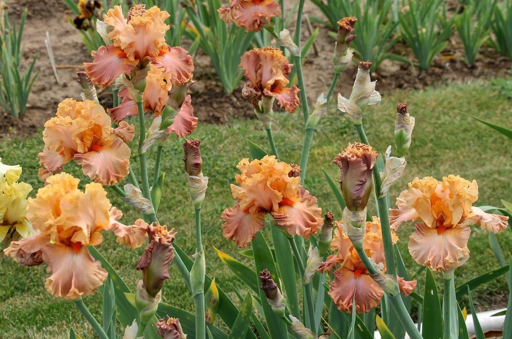 Photo of the bloom of Tall Bearded Iris (Iris 'Totally Tropical ...
