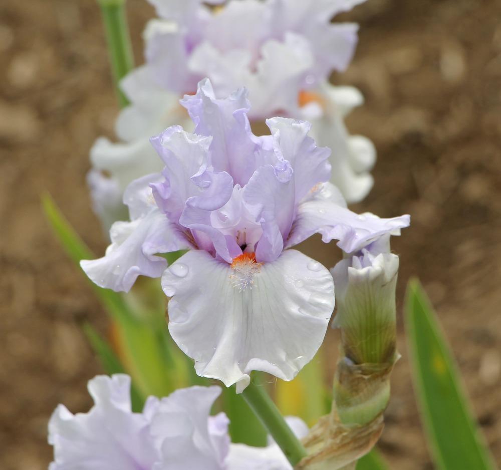 Photo of the bloom of Tall Bearded Iris (Iris 'Soft Whisper') posted by ...