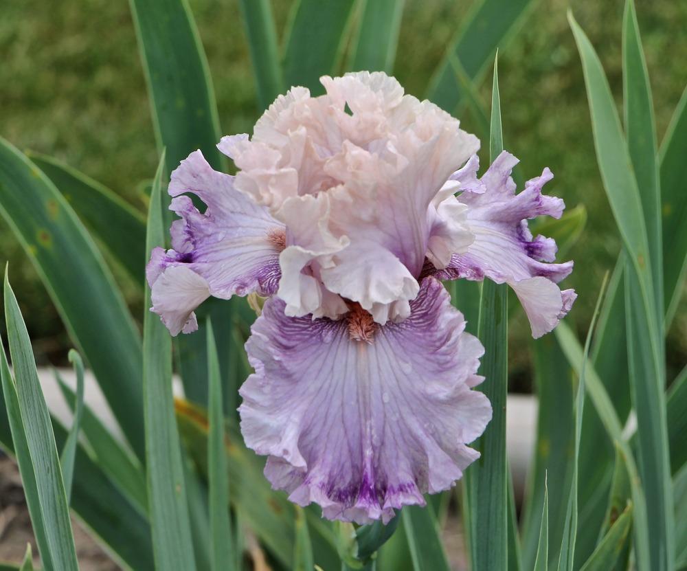 Photo of the bloom of Tall Bearded Iris (Iris 'Call Me Maybe') posted ...