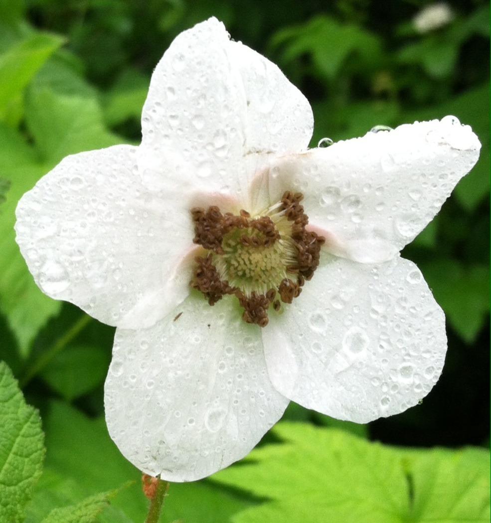 Rubus: Plant Care and Collection of Varieties - Garden.org