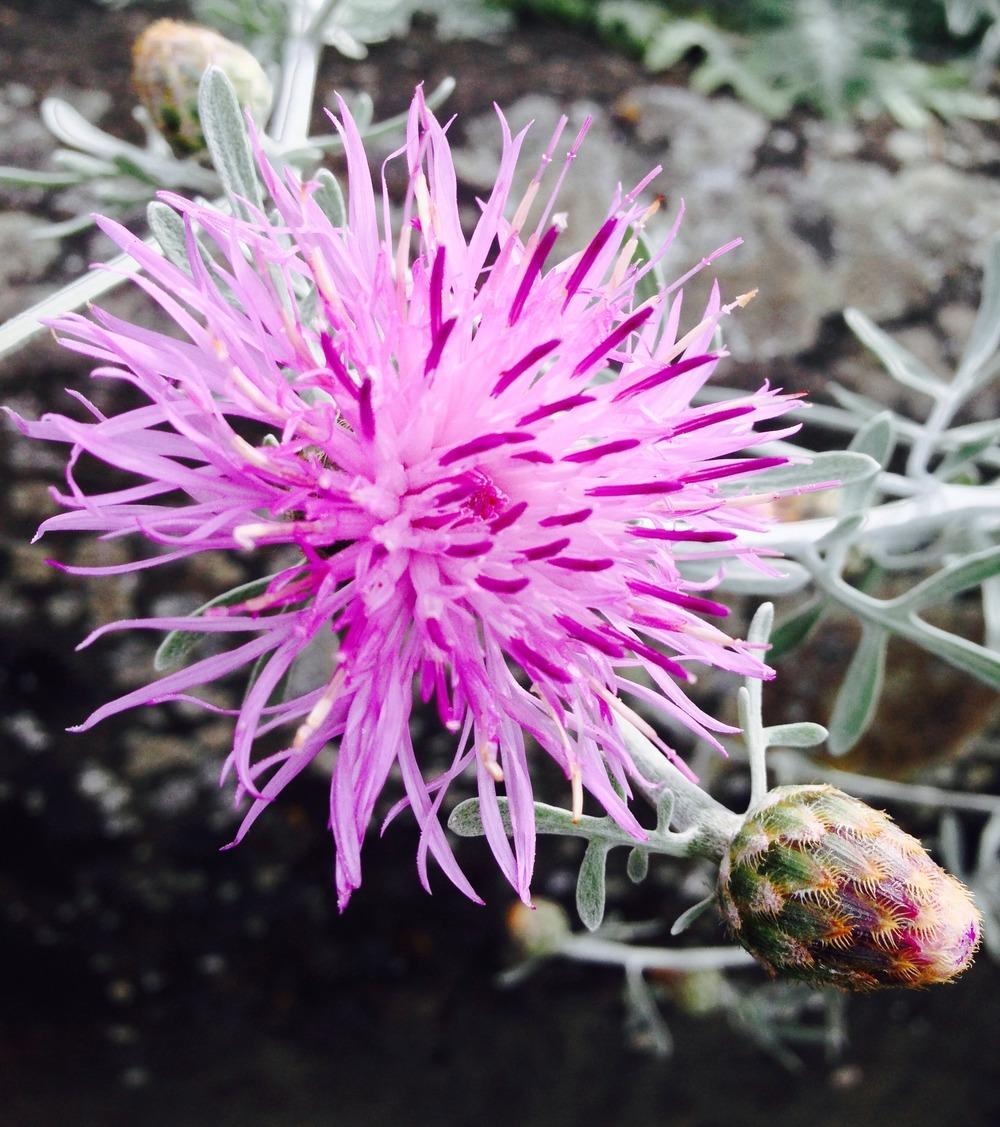 Velvet Centaurea (Centaurea cineraria) - Garden.org