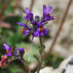 Alpine Toadflax (Linaria alpina) - Garden.org